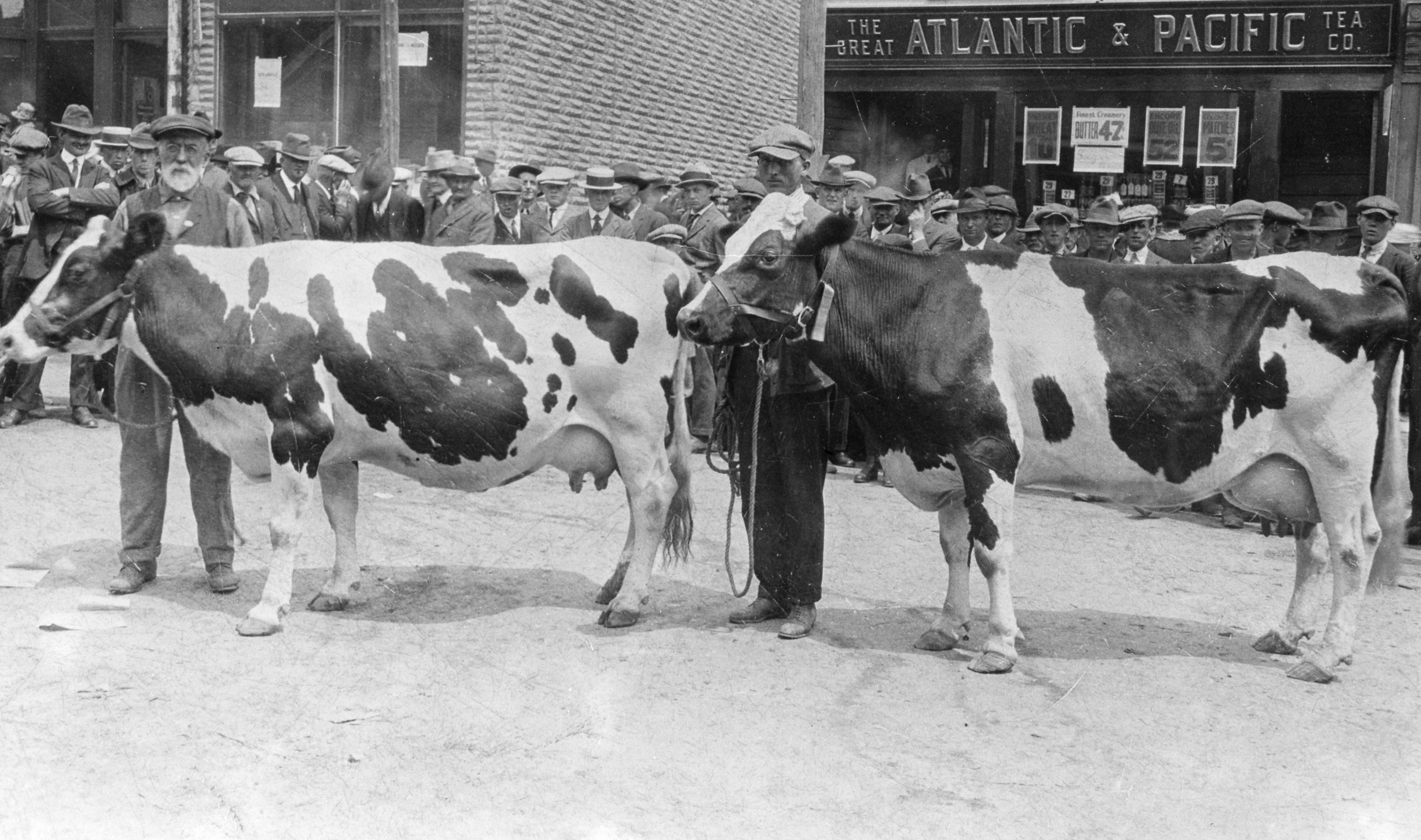 Black and White Dairy Cattle Show prize Holstein line up in Heuvelton