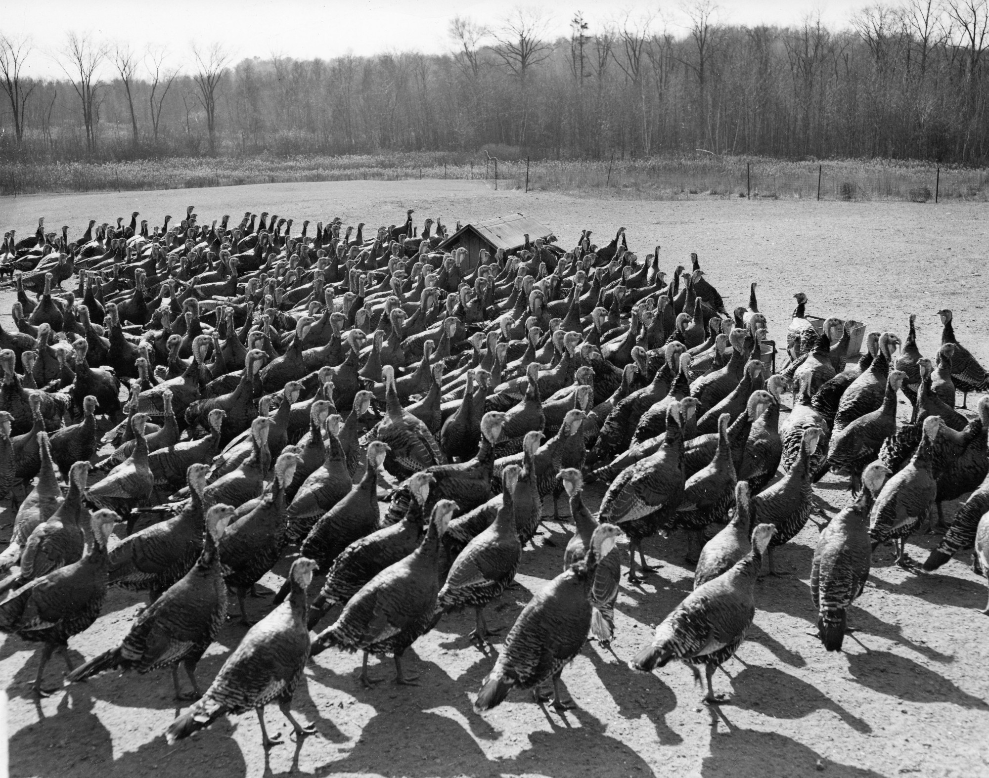 Bronze Beauty turkeys raised at Timmerman’s farm in LaFargeville