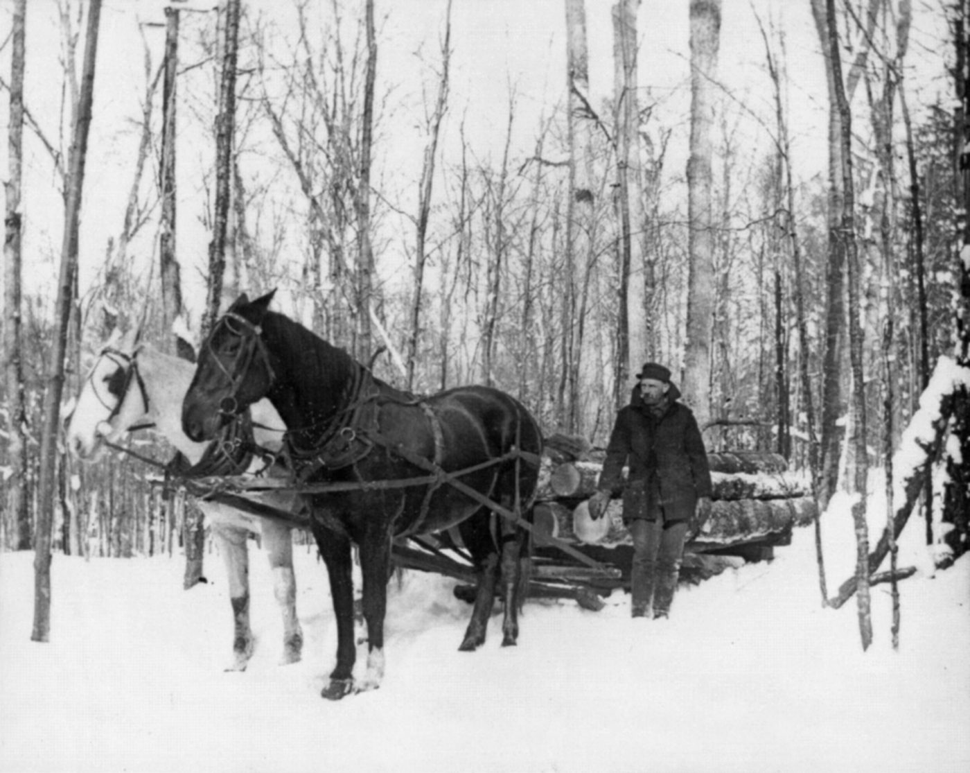 Teamster loading a sleigh with logs to take to the sawmill in Harrisville