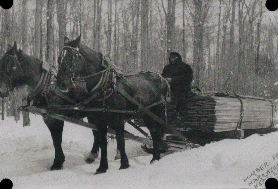 Hauling virgin white pine logs by horse drawn wagon near Harrisville