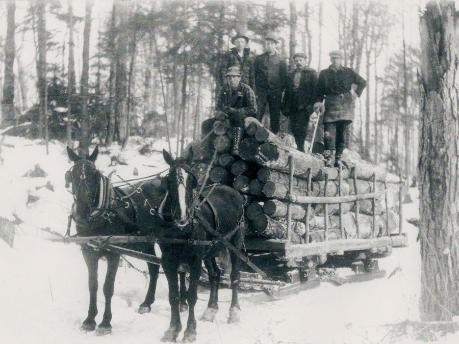 Hauling virgin white pine logs by horse drawn wagon near Harrisville