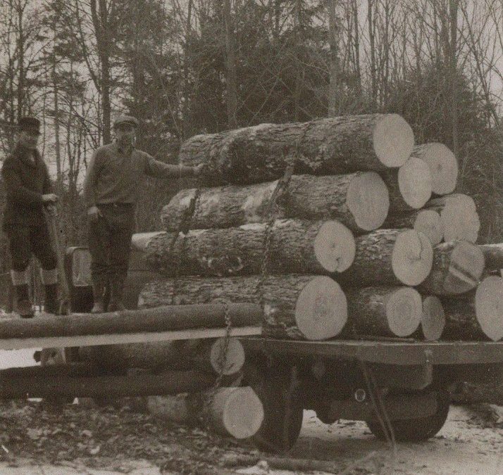 Hauling virgin white pine logs by horse drawn wagon near Harrisville