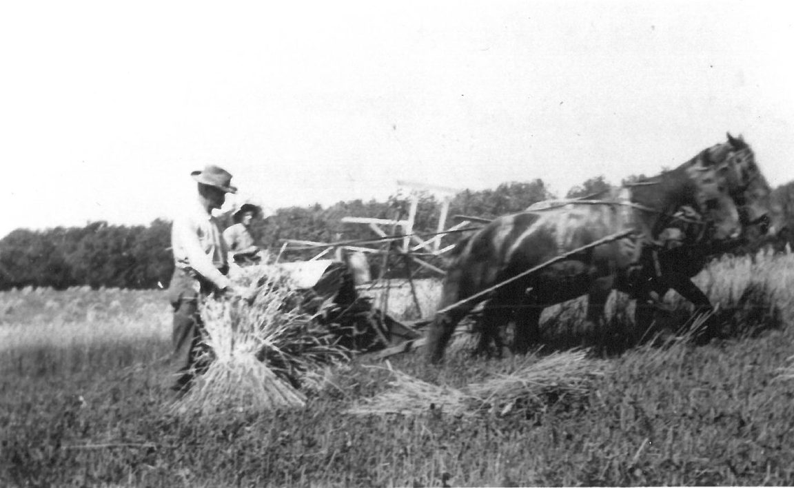 Reaping grain on the Wallace Farm in Canton