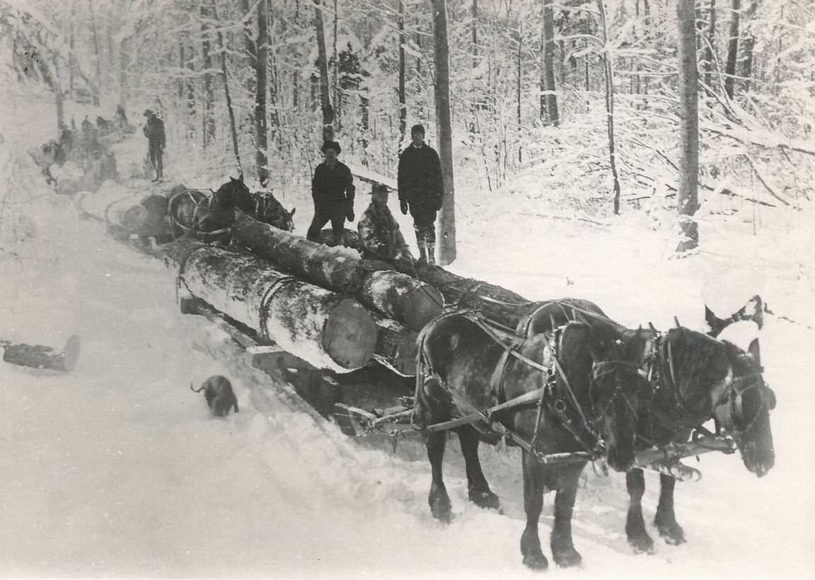 Four bobsleds hauling logs to the railroad at Brandy Brook in Cranberry ...