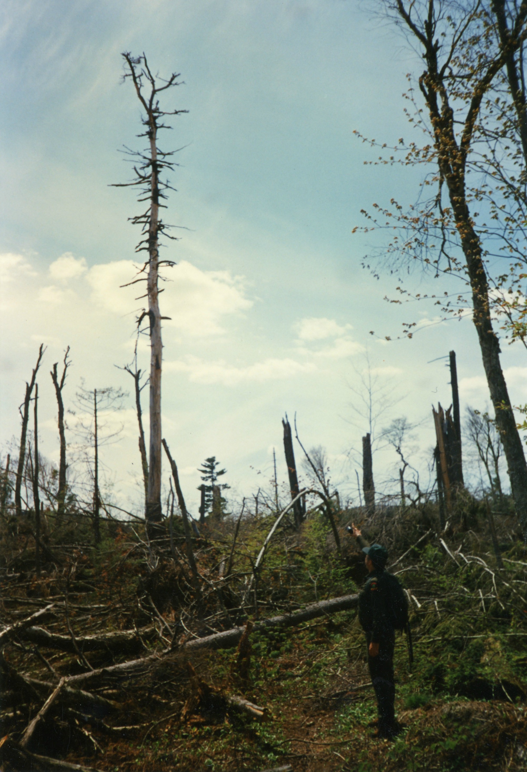 Forest ranger Bernard Siskavich surveys damage from microburst near ...