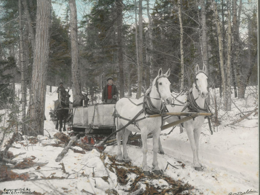 Collecting maple sap on the McGregor Farm in Hammond