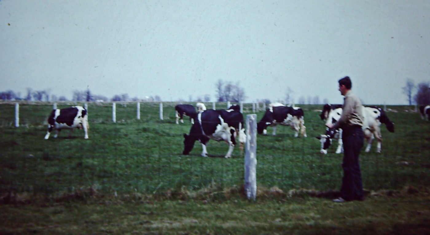 Cows in the pasture of the Thompson farm in Lisbon
