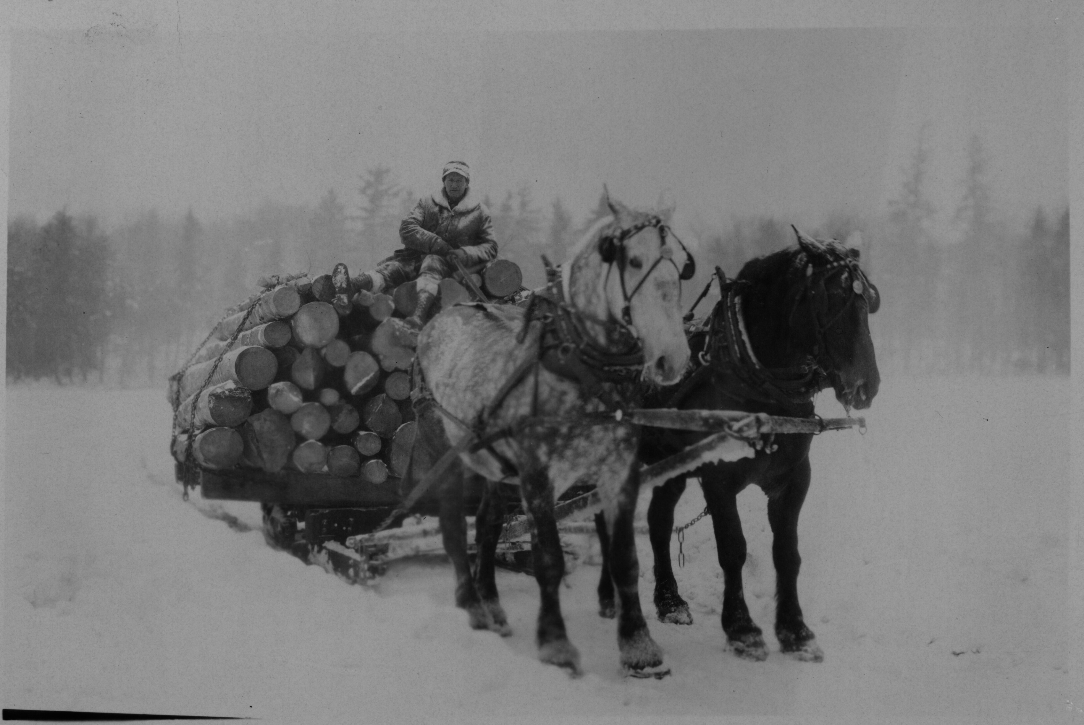 Hauling a bob sled of logs in Tupper Lake