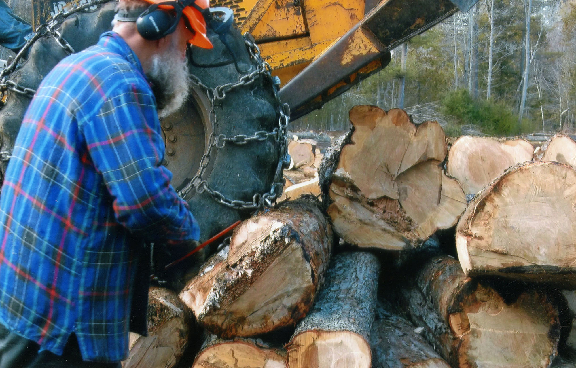 Lumberjack measuring maple logs in Elizabethtown