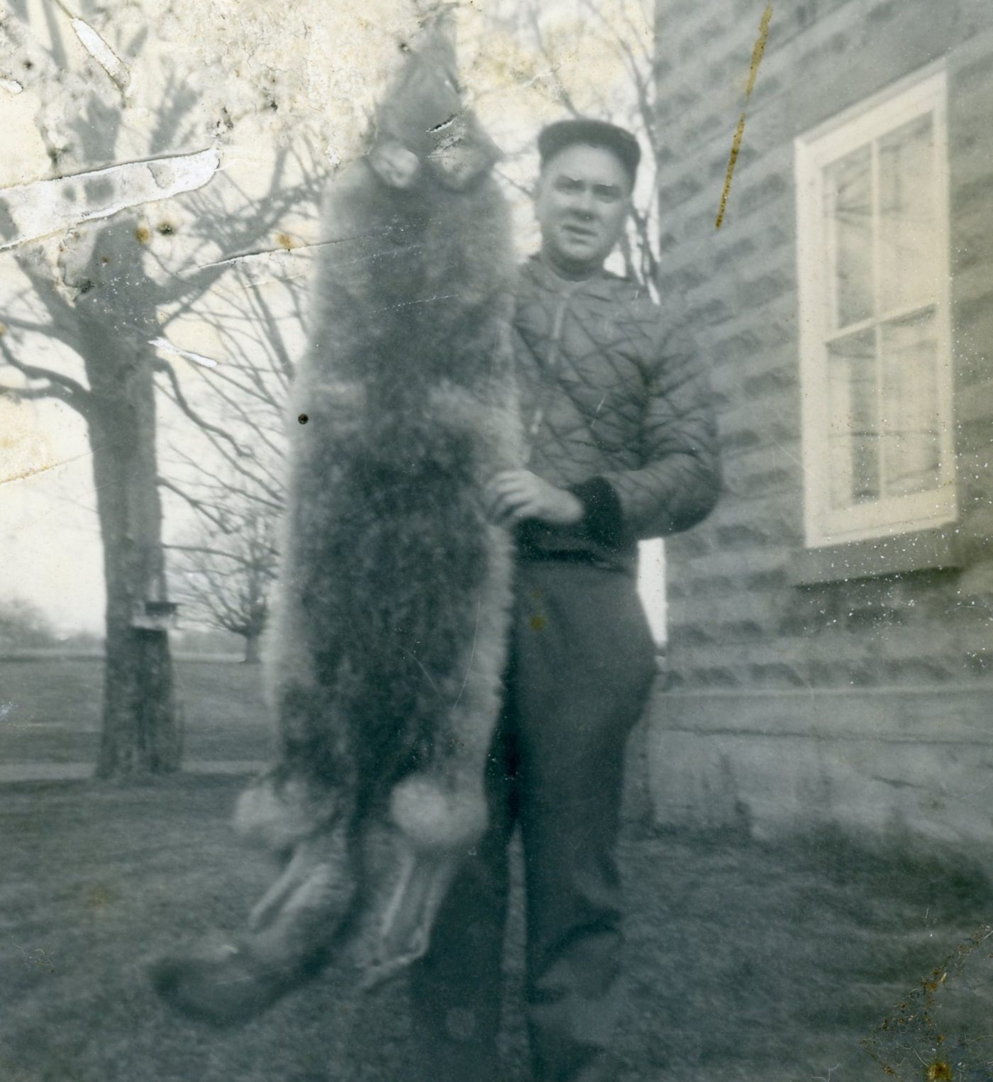 Trapper Roy Johnson posing with a red coyote pelt in Morristown