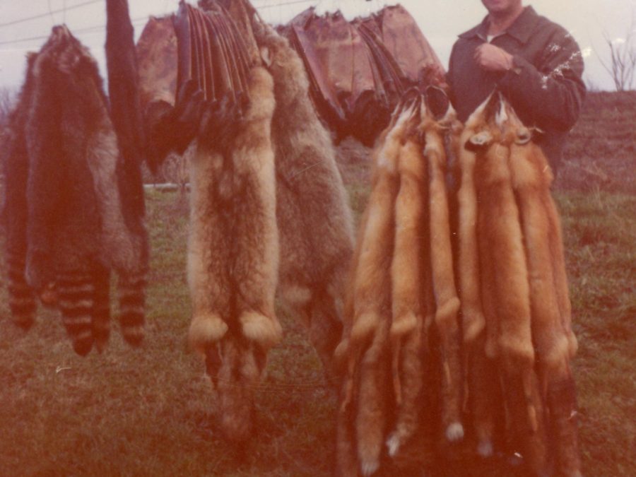 Trapper Roy Johnson posing with a red coyote pelt in Morristown